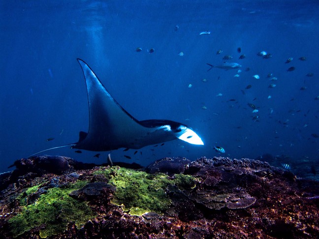 Manta Bay - Manta Nusa Lembongan Snorkeling